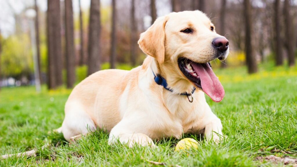 7 Most Sociable Dog Breeds For Families - Tededer.com
