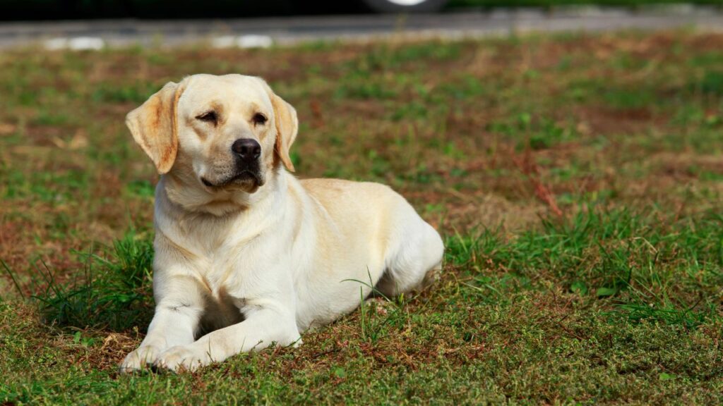 9 Irresistibly Lovable Dog Breeds You'll Adore - Ethawi.com
