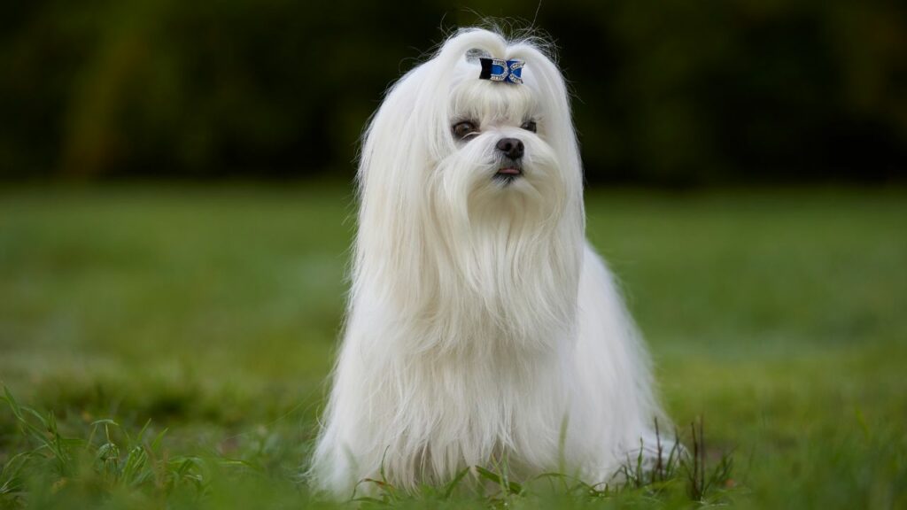 7 Most Clingy Dog Breeds That Will Always Stay By Your Side - Cerfiem.com