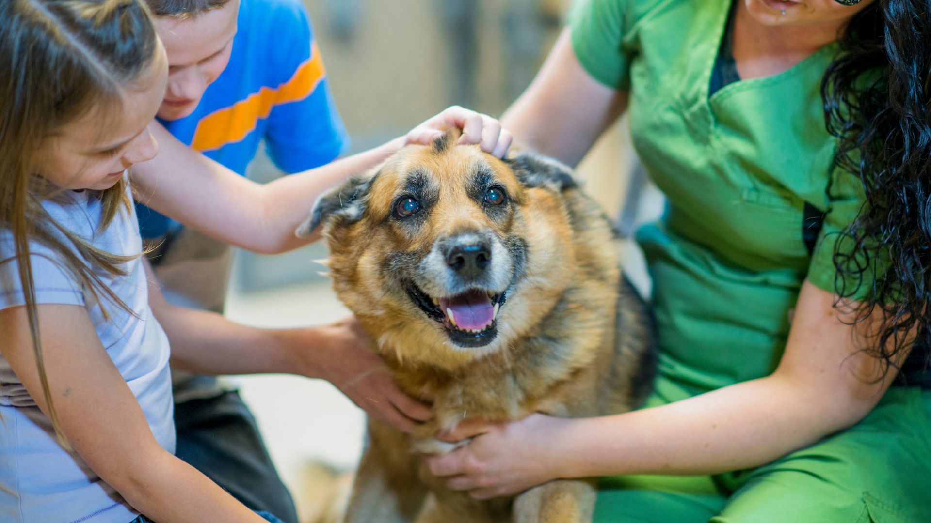 10 Most Cuddly Dog Breeds Perfect For Warm Hugs - Tededer.com