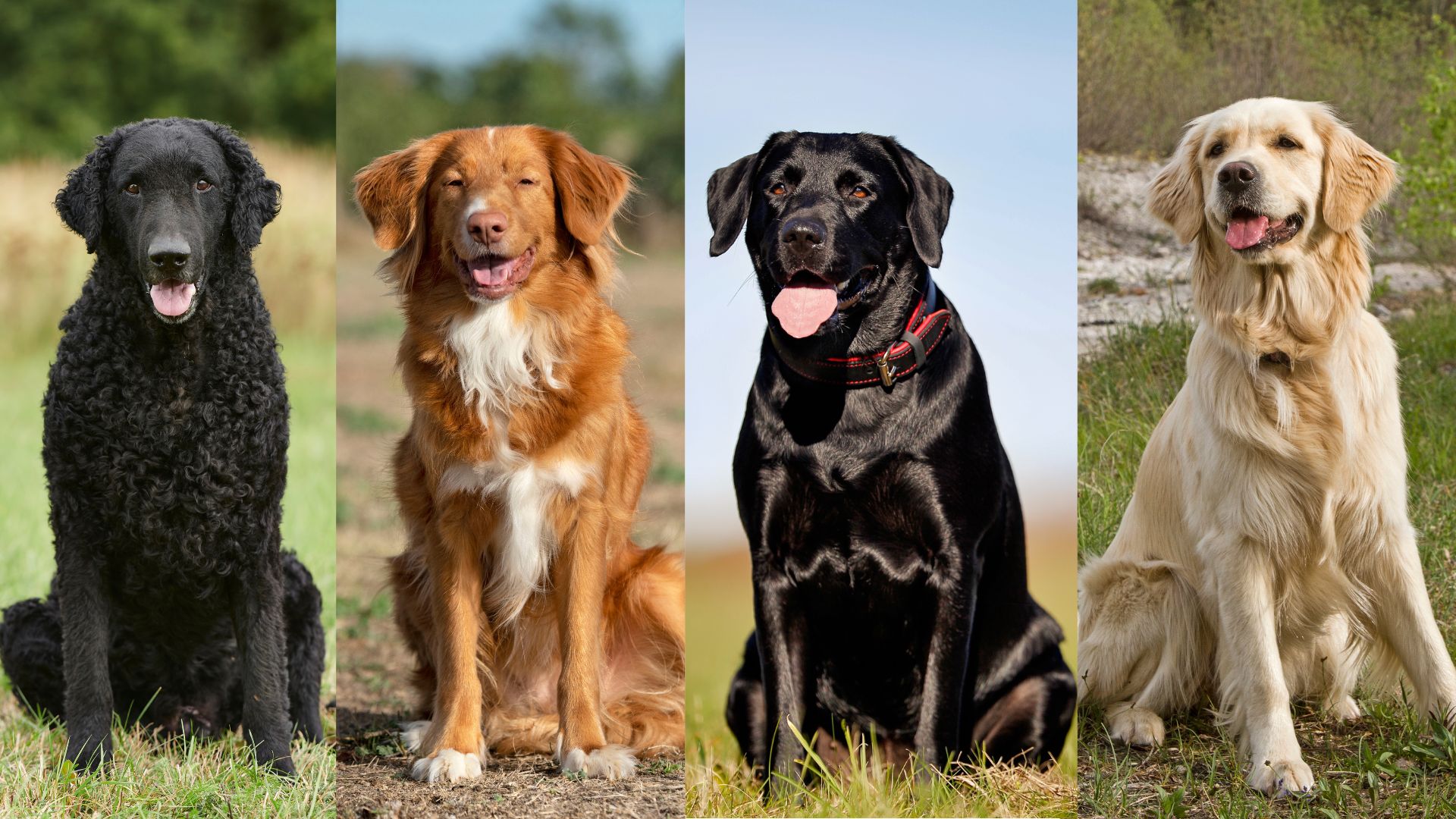 7 Most Popular Retriever Dog Breeds In 2024 - Avesei.com