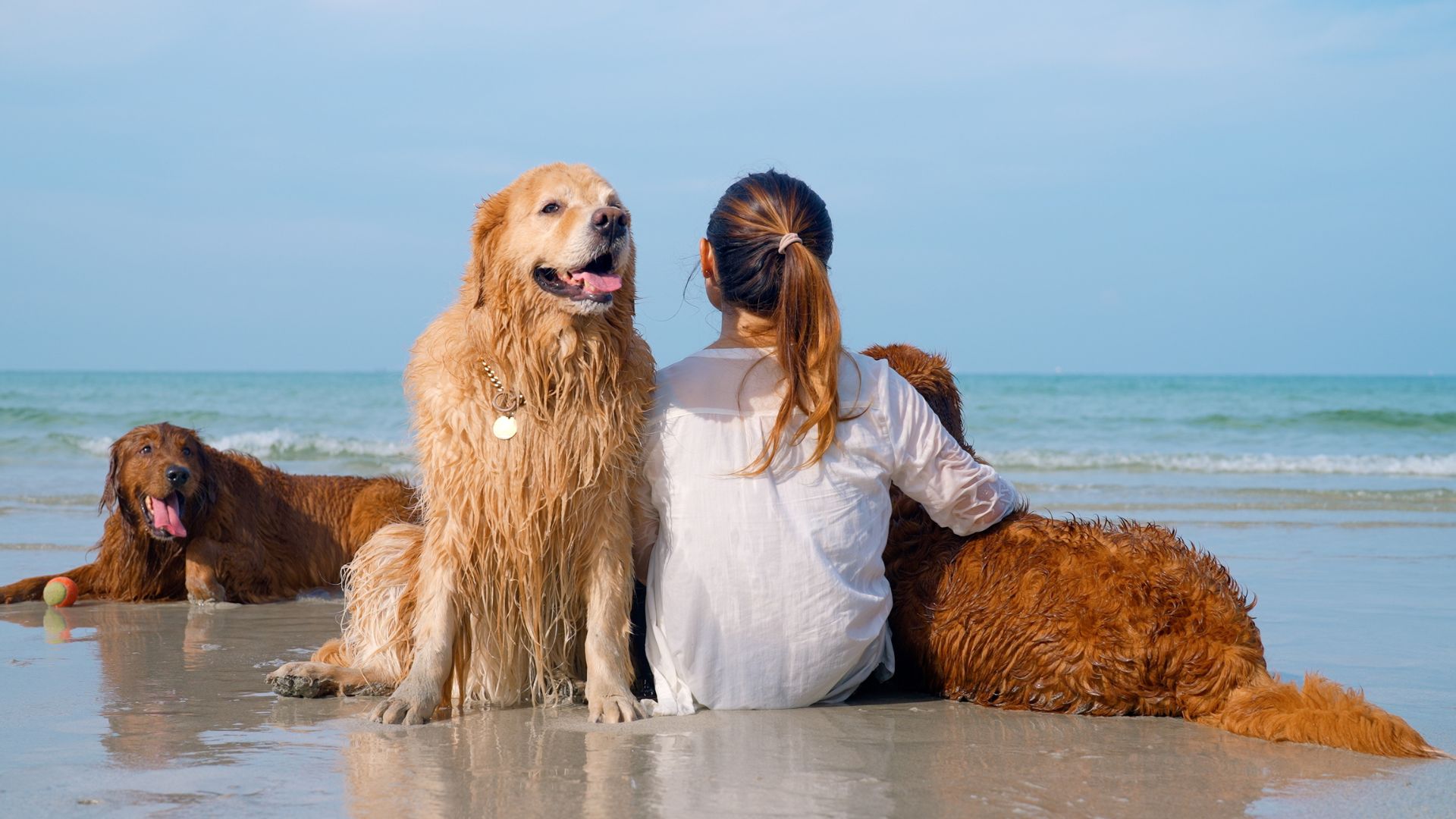 7 Most Sociable Dog Breeds For Families - Tededer.com