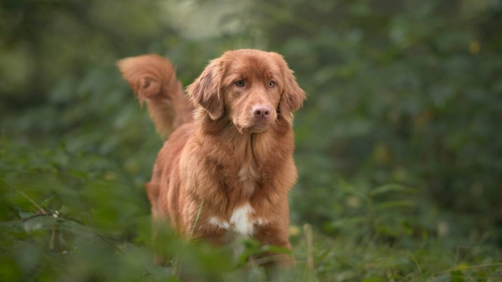 7 Most Popular Retriever Dog Breeds In 2024 - Avesei.com