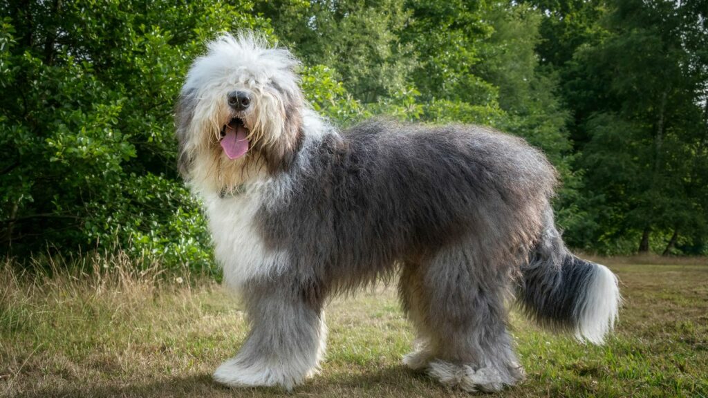 7 Best Herding Dog Breeds - Avesei.com