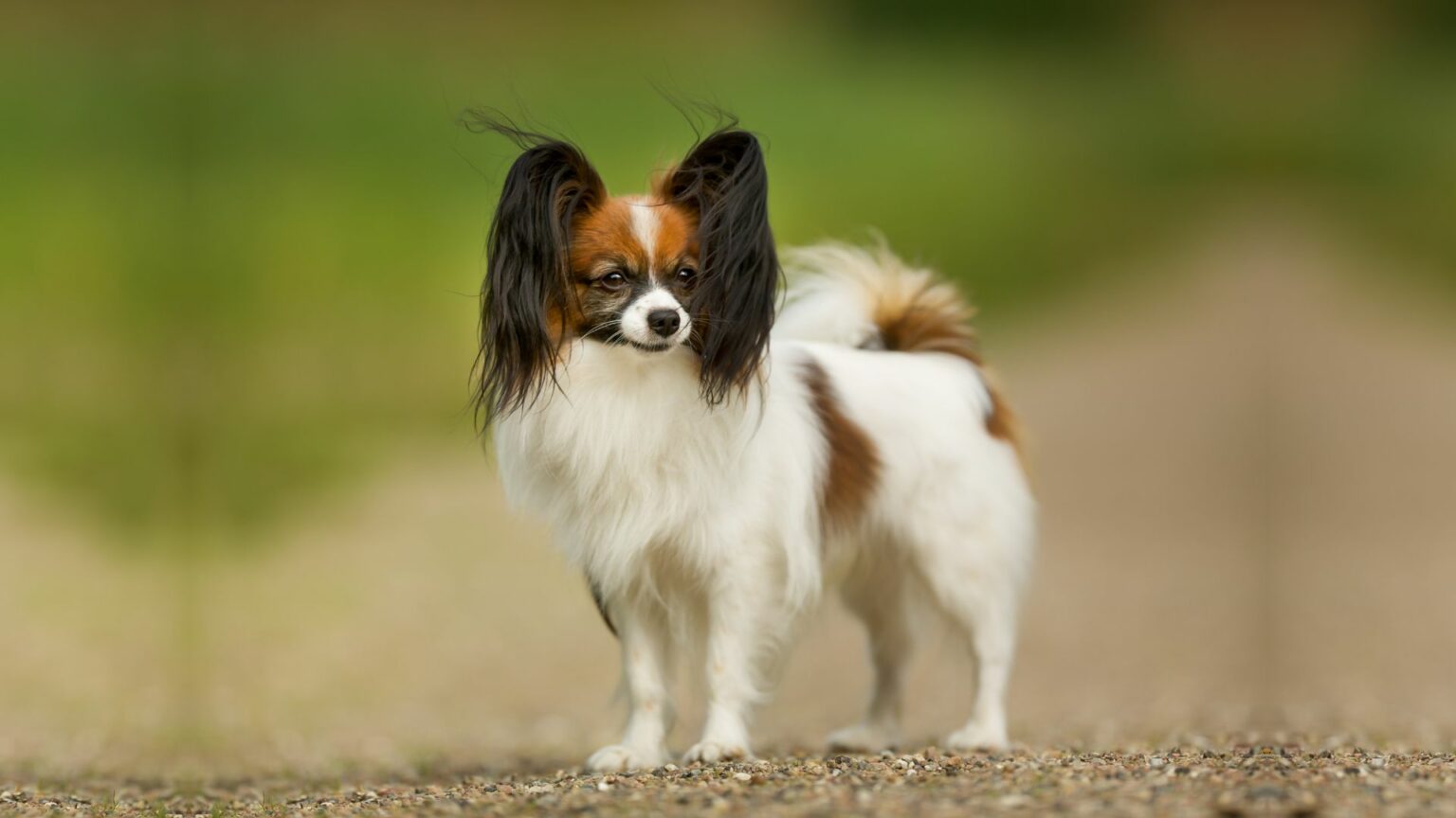 9 Dog Breeds Under 15 Pounds Perfect For Small Spaces - Tededer.com