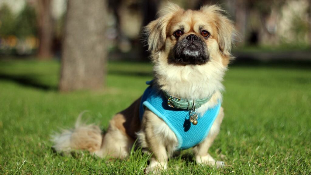 9 Most Relaxed Dog Breeds For Laid-Back Companionship - Ethawi.com