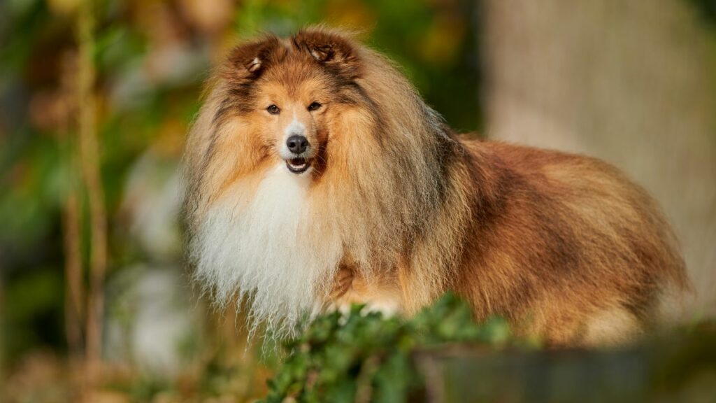 7 Long-Haired Dog Breeds You’ll Love To Cuddle - Inhenocha.com