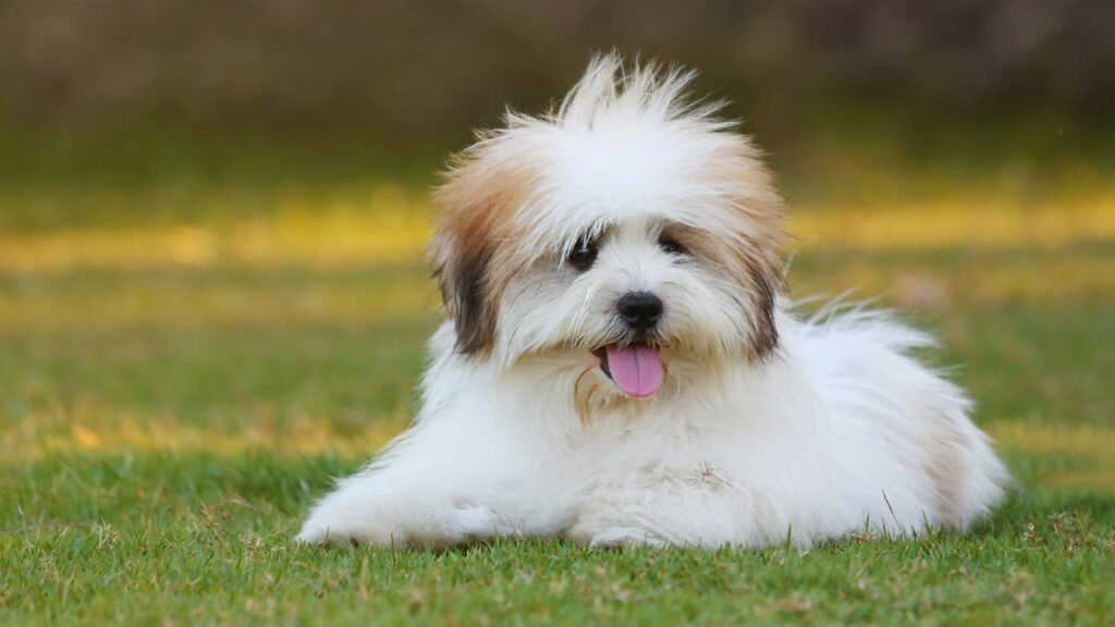 9 Most Relaxed Dog Breeds For Laid-Back Companionship - Ethawi.com