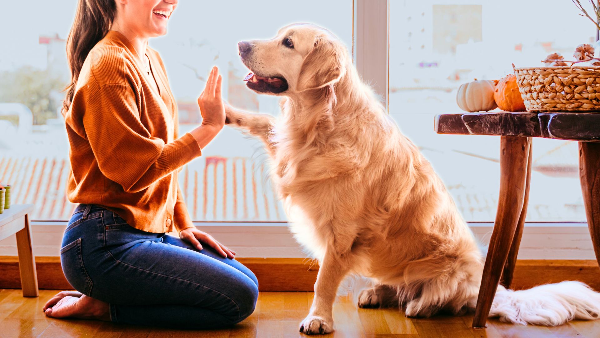 10 Stress Free Dog Breeds For A Peaceful Home - Tededer.com