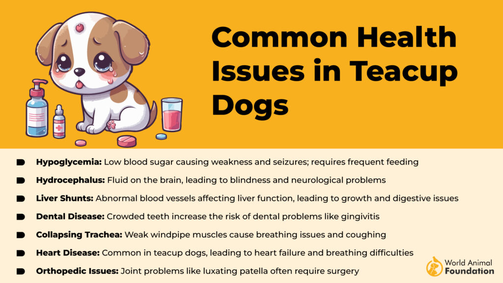 10 Teacup Dog Breeds For Compact Living - Tededer.com