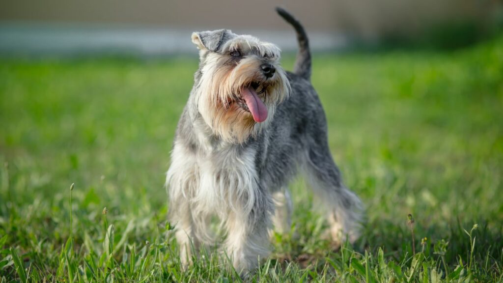 10 Most Popular Terrier Dog Breeds You’ll Fall In Love With - Inhenocha.com