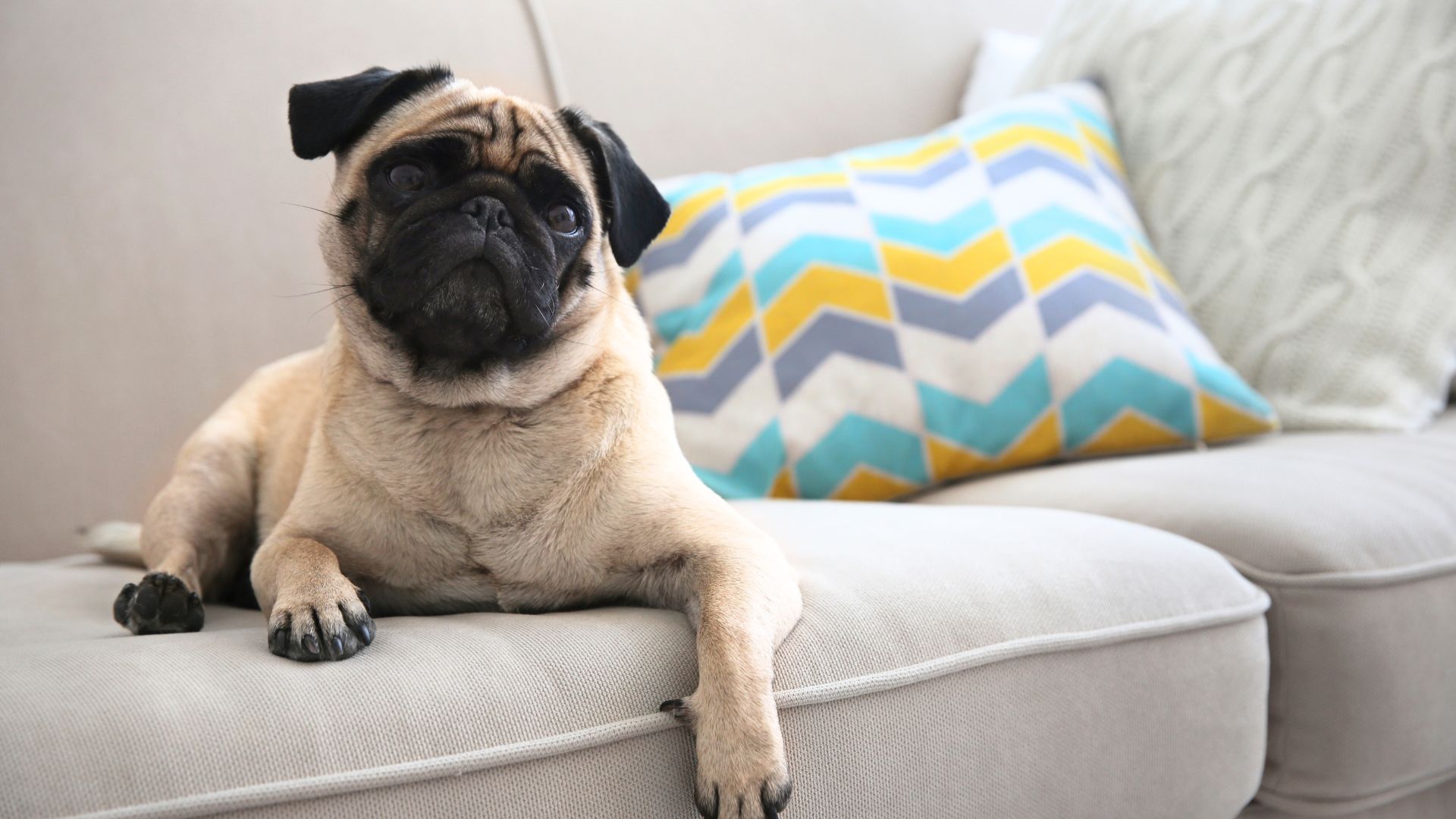 9 Dog Breeds That Thrive Indoors - Avesei.com