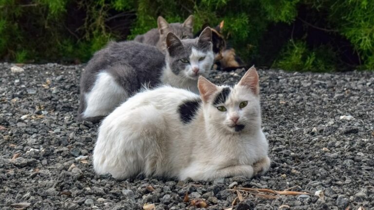 Cat Statistics That All Cat Lovers Should Know In 2024