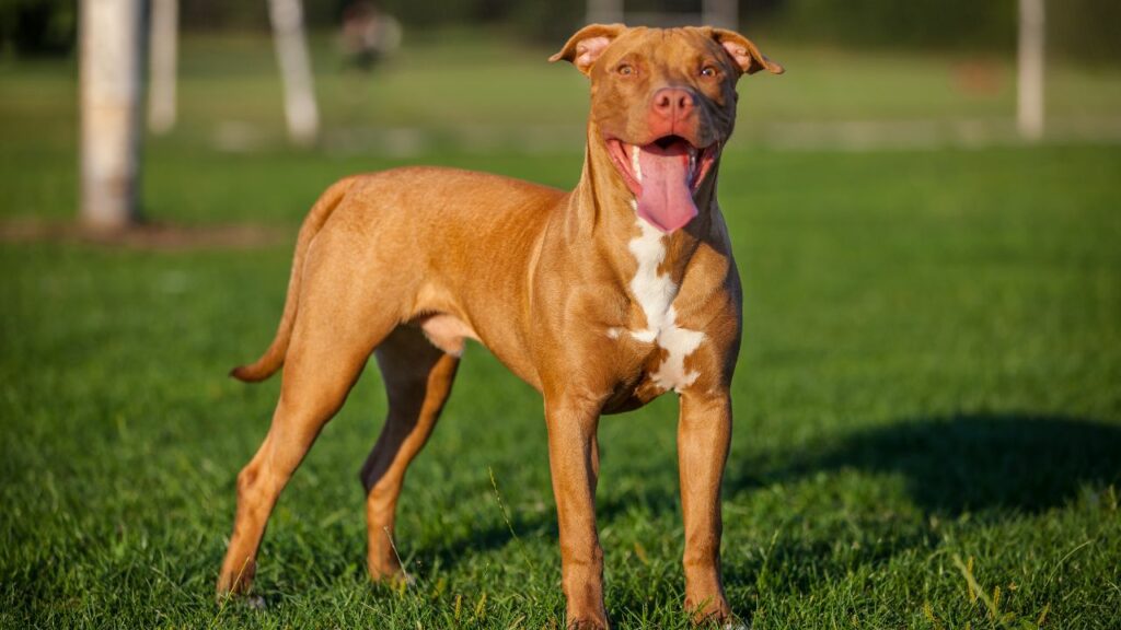 9 Most Loveable Dog Breeds That Will Steal Your Heart - Tededer.com