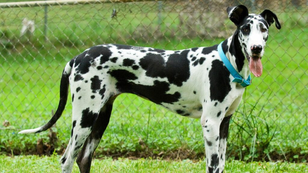 9 Most Loveable Dog Breeds That Will Steal Your Heart - Tededer.com