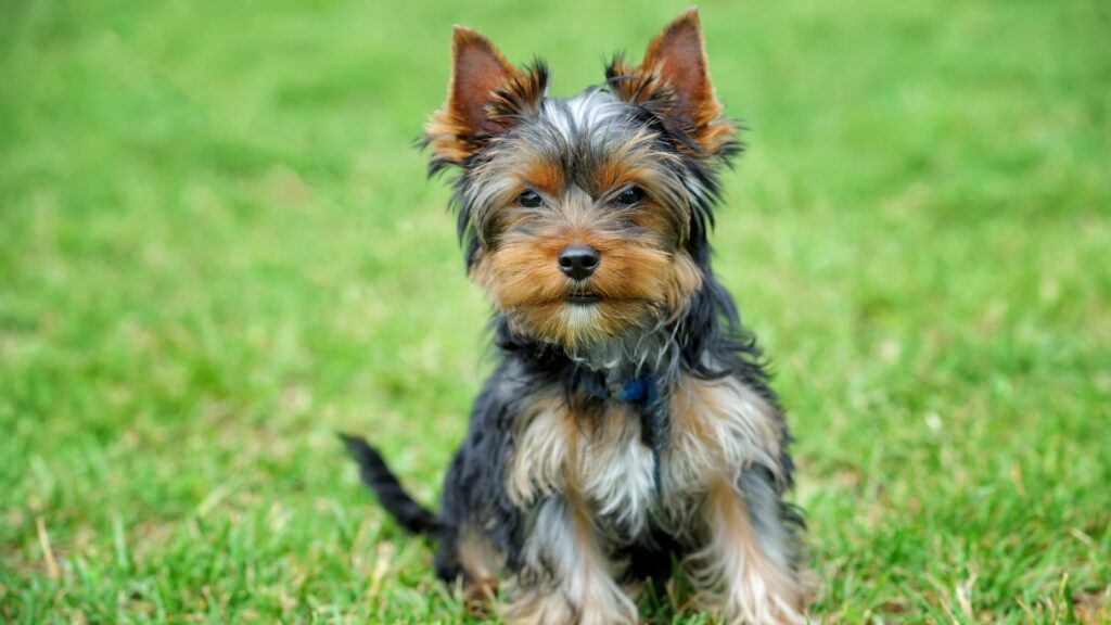 9 Dog Breeds That Thrive Indoors - Inhenocha.com