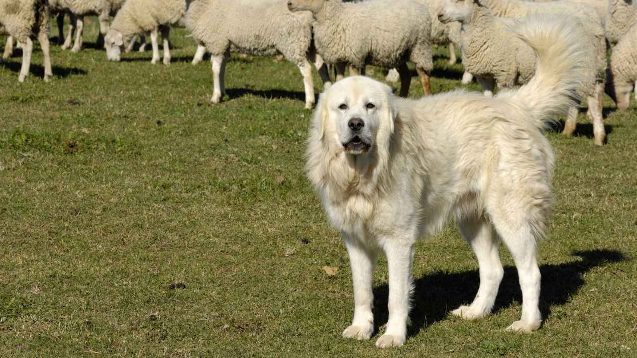 Great Pyrenees Vs Anatolian Shepherd: Which Livestock Guardian Is Better?