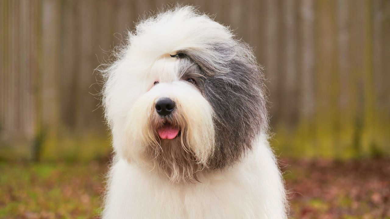 9 Most Loveable Dog Breeds That Will Steal Your Heart - Tededer.com