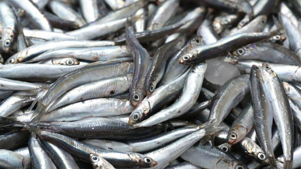 Overfishing Statistics & Facts You Should Know In 2025