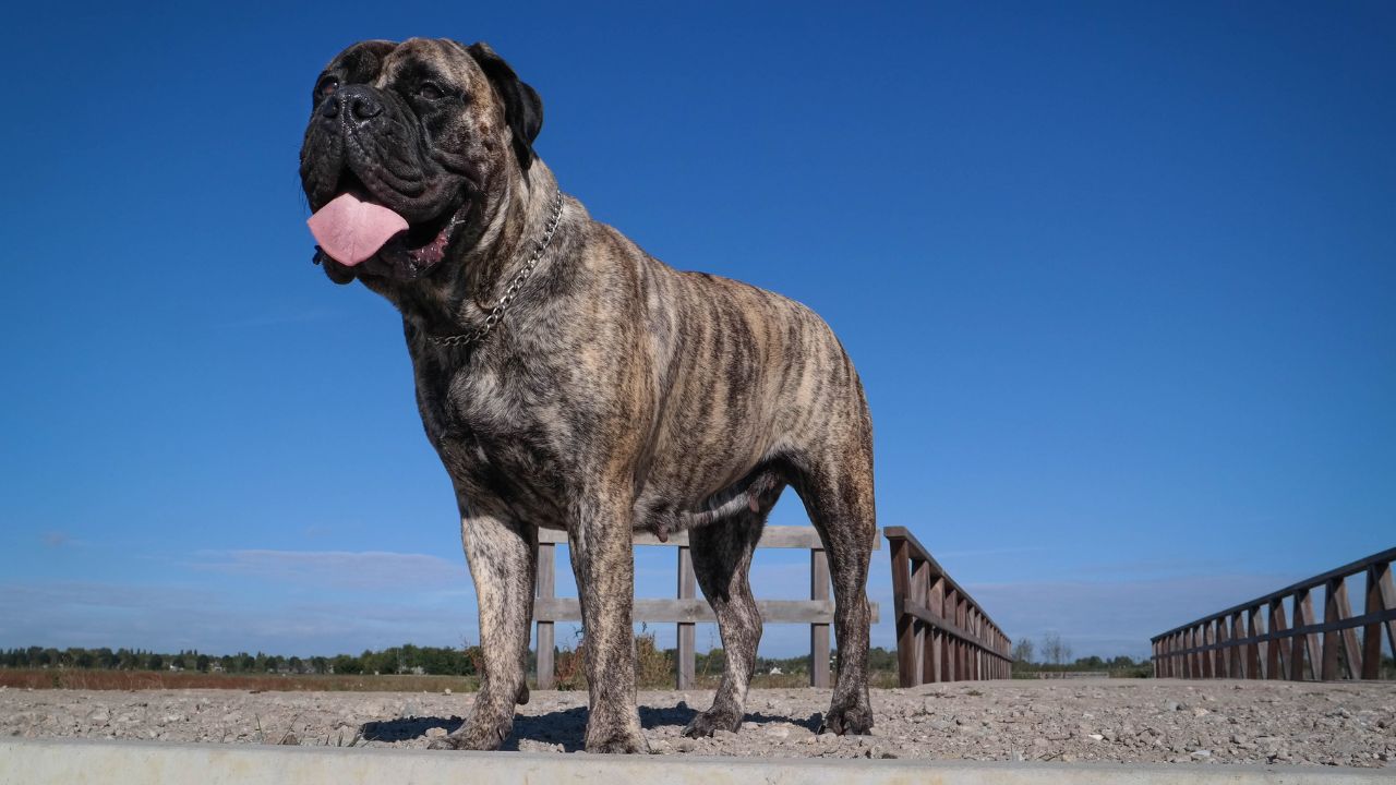 7 Dog Breeds With The Weirdest Habits - Avesei.com