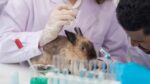 Animal Testing Statistics - Eye-Opening Facts You Must Know!