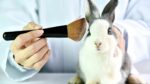 Animal Testing Statistics - Eye-Opening Facts You Must Know!
