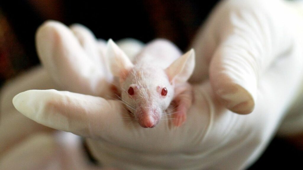 Animal Testing Statistics - Eye-Opening Facts You Must Know!