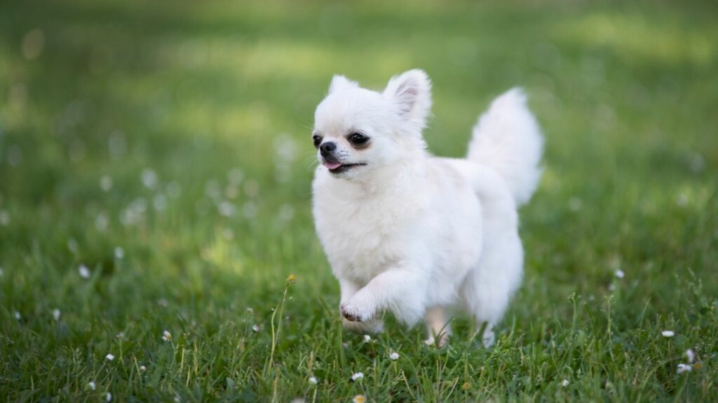 7 Best Small Dog Breeds For Indoor Pets - Inhenocha.com