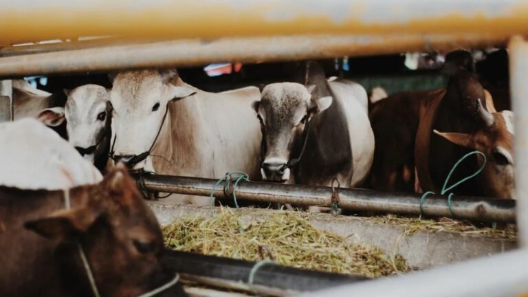 Animal Cruelty In Factory Farm Statistics - Dreadful Numbers