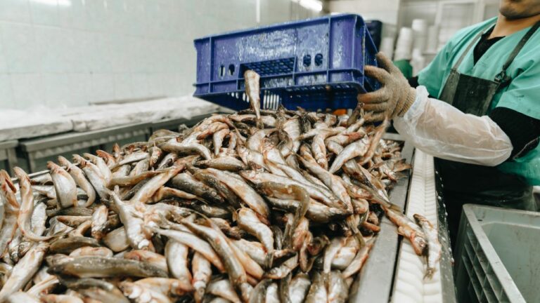 Overfishing Statistics & Facts You Should Know In 2026
