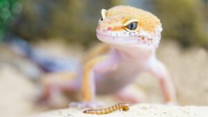 Wild And Wonderful: Navigating Exotic Animal Laws By State