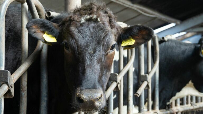 Animal Cruelty In Factory Farm Statistics - Dreadful Numbers