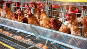 Animal Cruelty In Factory Farm Statistics - Dreadful Numbers