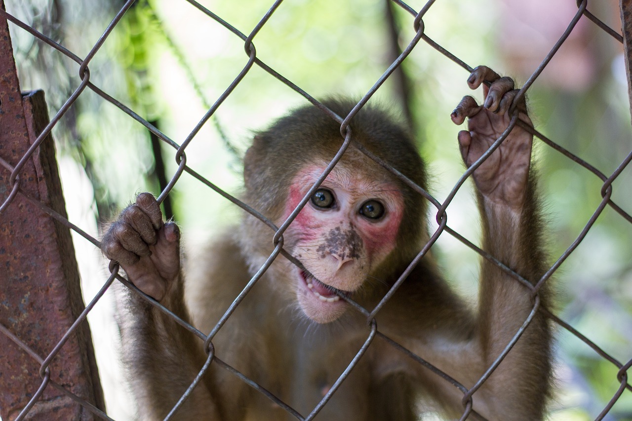 Animal Captivity Statistics You Need To Know In 2025
