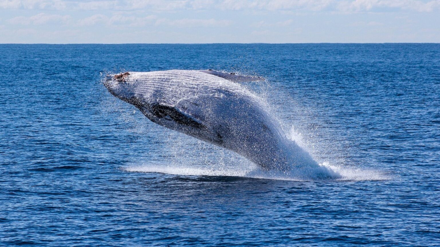 Intriguing Blue Whale Facts Unveiled: Get Ready To Be Amazed