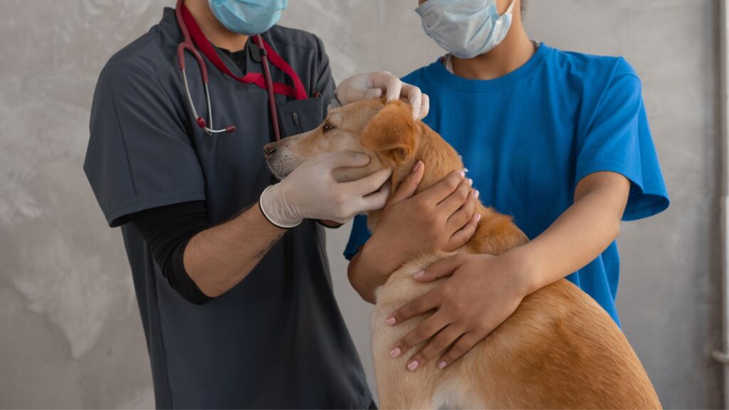 7 Best Guard Dog Breeds For Winter - Inhenocha.com