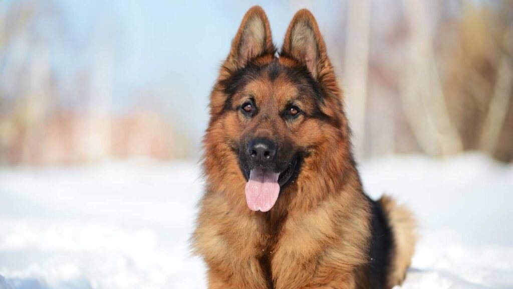 7 Best Guard Dog Breeds For Winter - Tededer.com