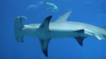Hammerhead Shark Facts - Curious Insights And Discoveries!