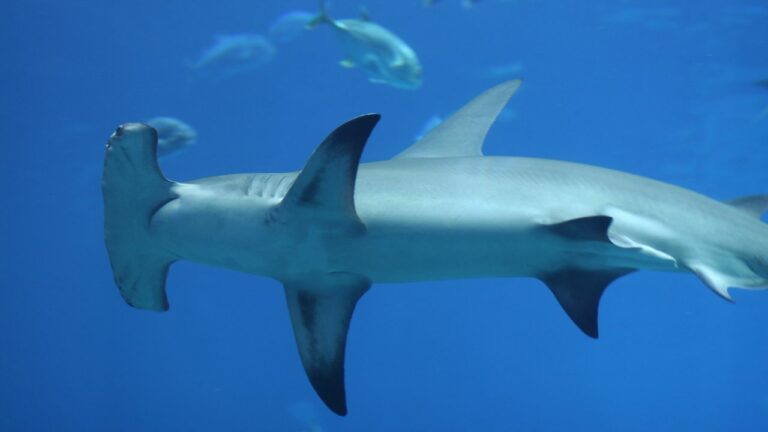 Hammerhead Shark Facts - Curious Insights And Discoveries!
