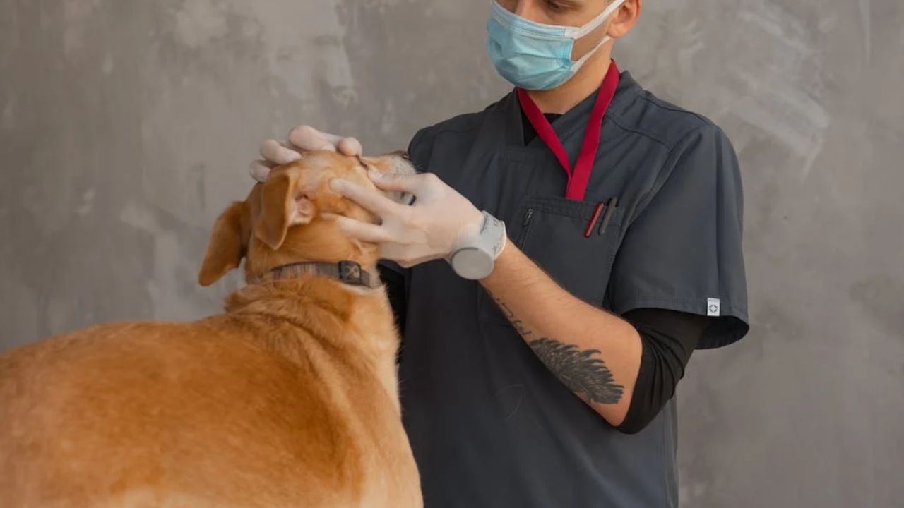 Veterinarian Statistics And Facts To Know In 2024