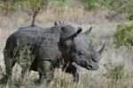 Poaching Statistics 2025 – Global Facts, Trends & Impact
