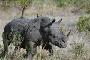 Poaching Statistics 2025 – Global Facts, Trends & Impact