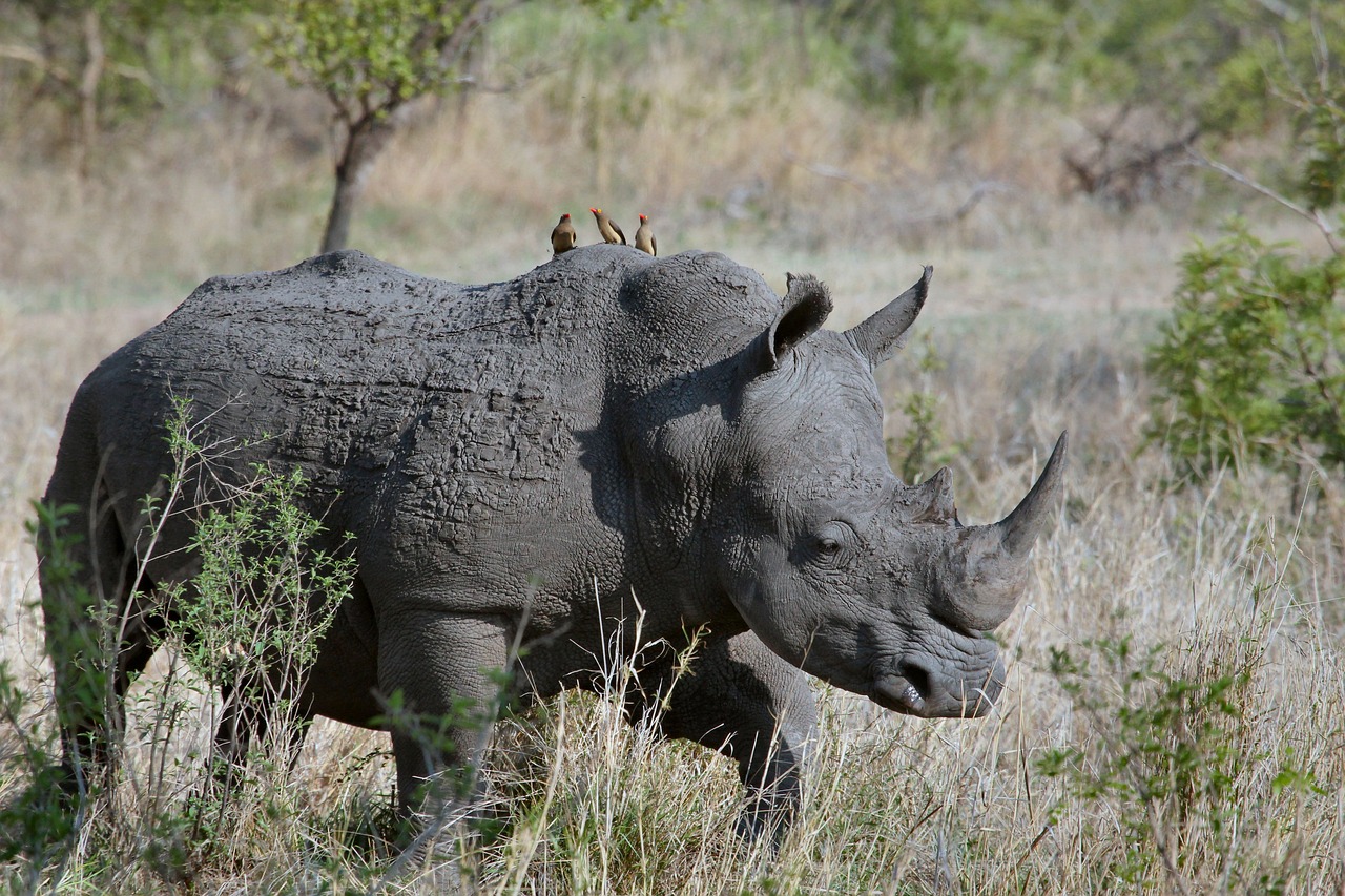 Poaching Statistics 2025 – Global Facts, Trends & Impact