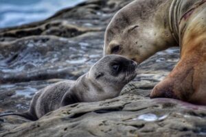 Seals – Habitat, Behavior, Anatomy, And More