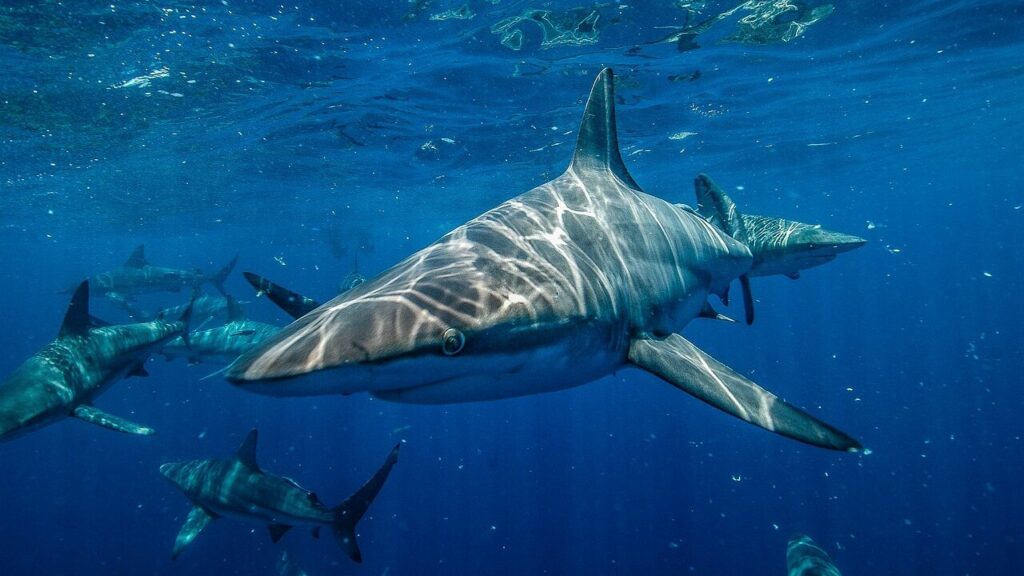 Shark Attack Statistics & Trends In 2025