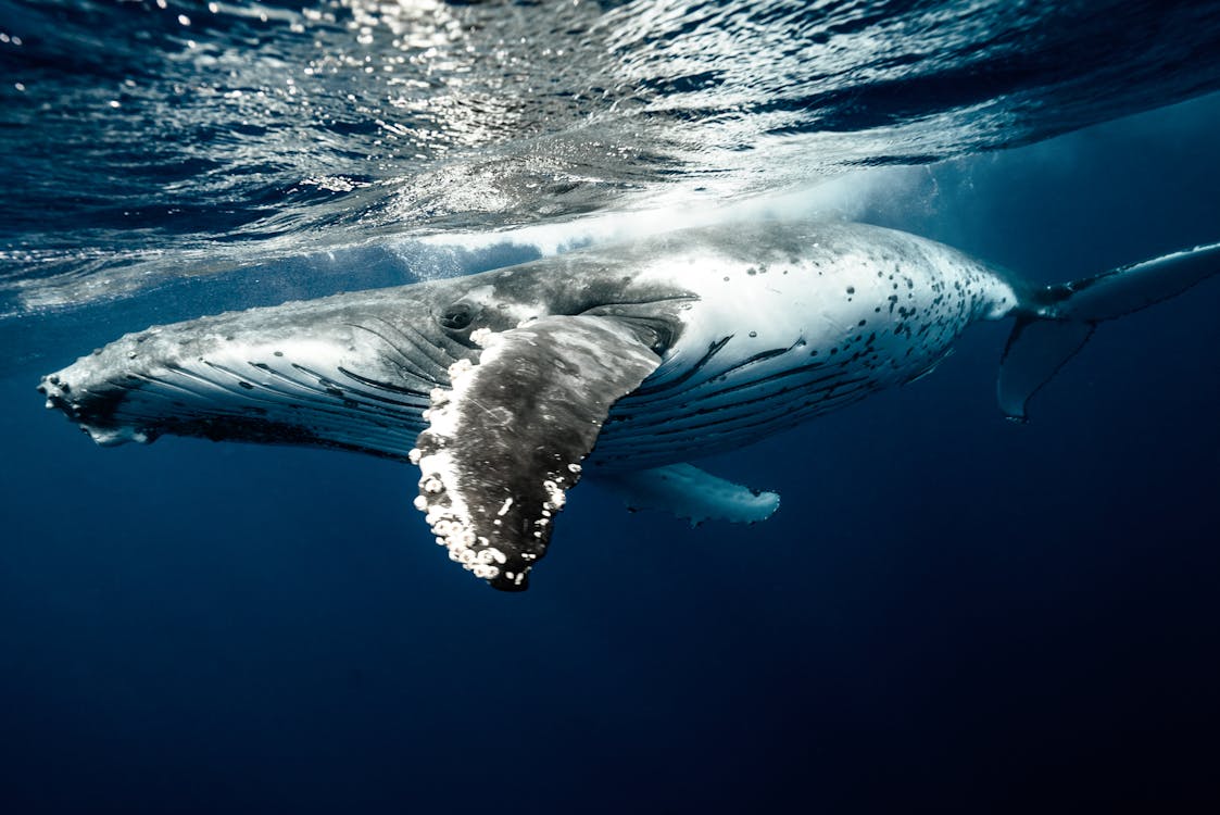 Humpback Whale Facts: Their Habitat, Diet, Size, & Much More