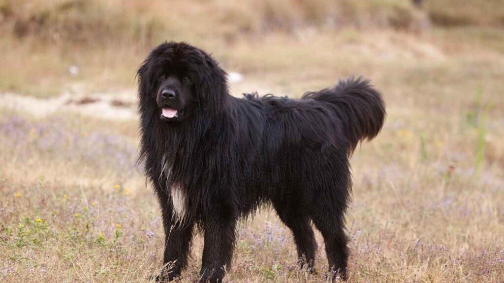 7 Best Guard Dog Breeds For Winter - Tededer.com