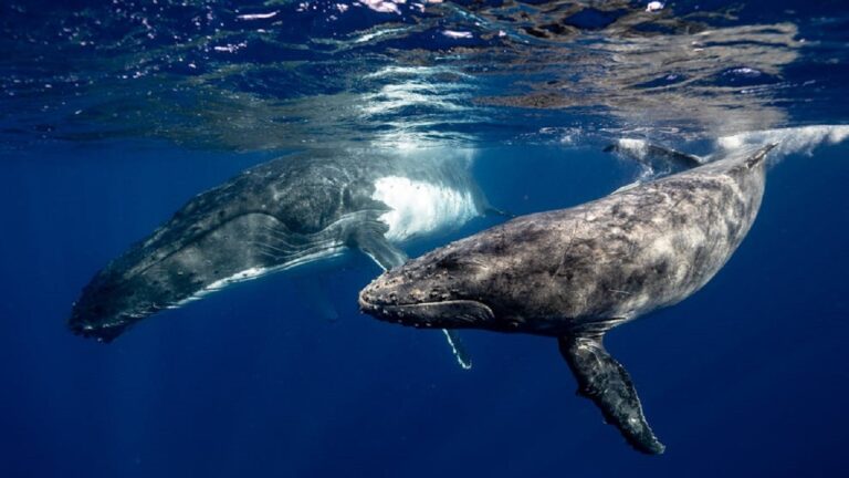 Blue Whale - The Giants Of The Ocean