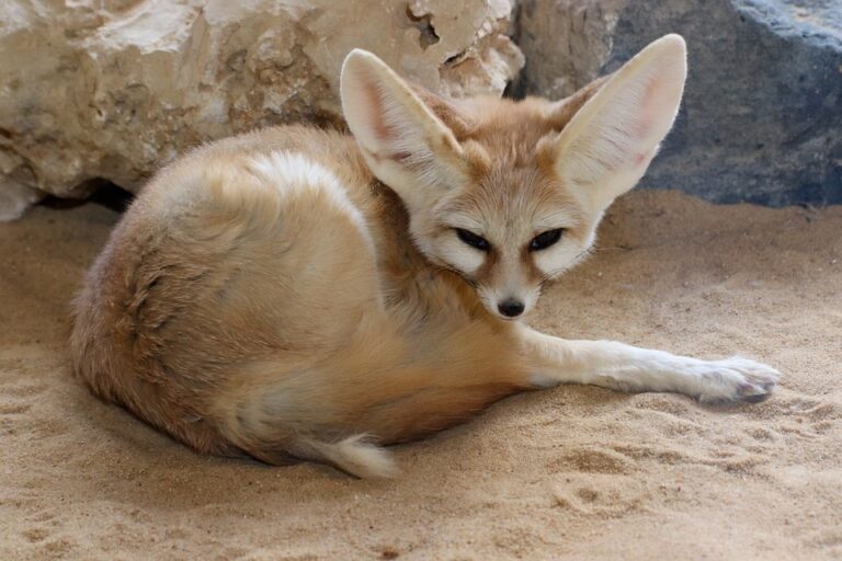 Fennec Fox – All You Need To Know About This Exotic Animal