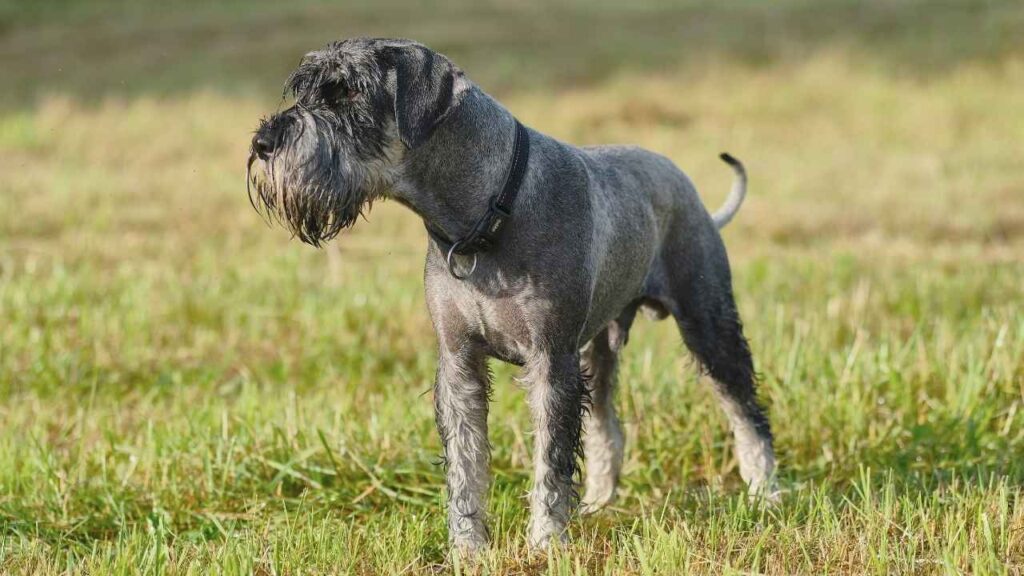 7 Longest Living Guard Dog Breeds - Tededer.com